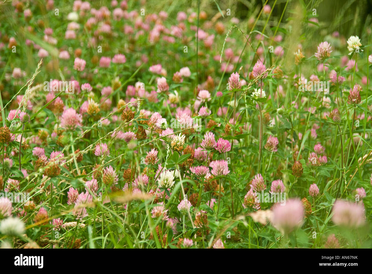 Uk flowers hi-res stock photography and images - Alamy