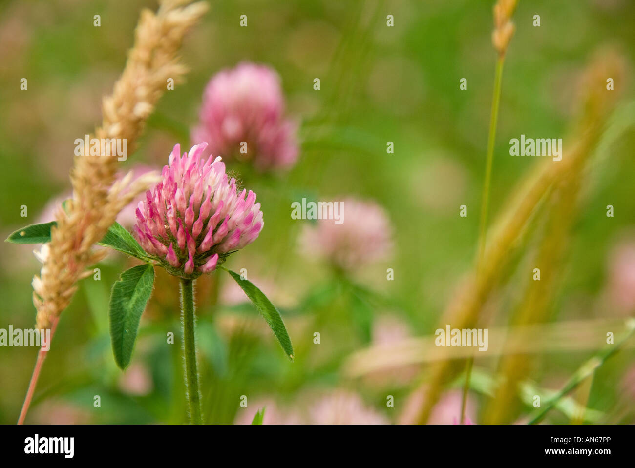 Uk flowers hi-res stock photography and images - Alamy