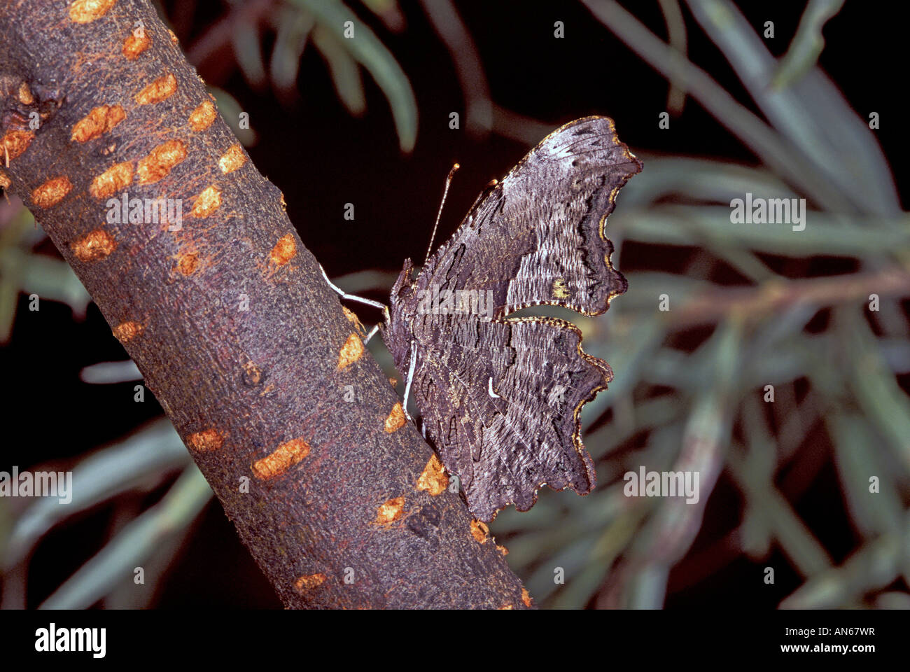 Hoary Comma Polygonia gracilis Sheep Crossing White Mountains ARIZONA ...