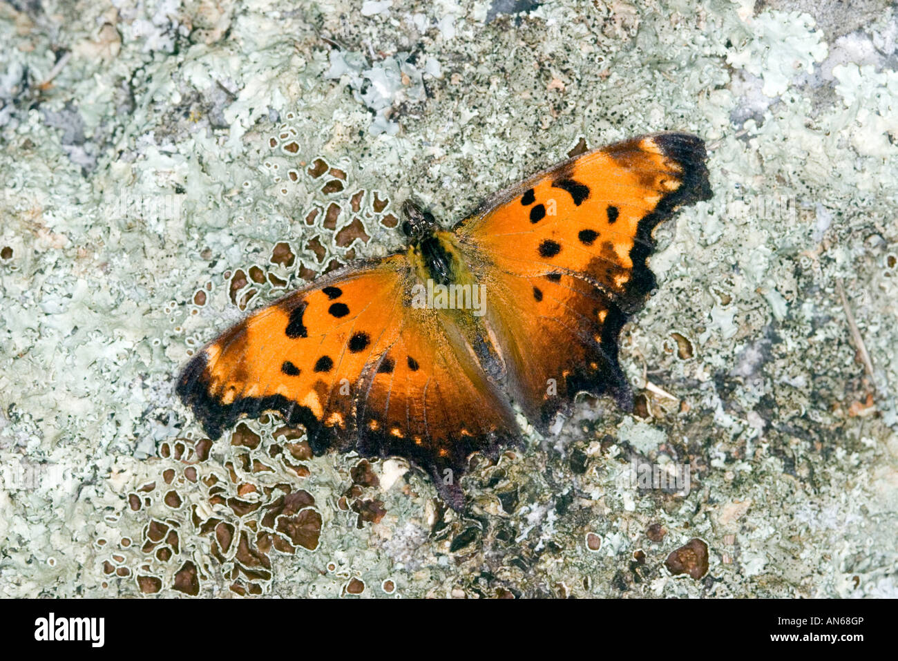 Hoary Comma Polygonia gracilis Gunflint Trail Cook County Minnesota ...