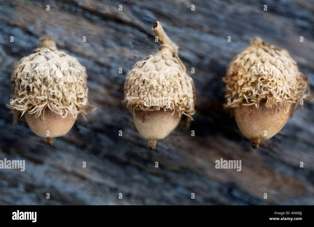 Three acorns hi-res stock photography and images - Alamy