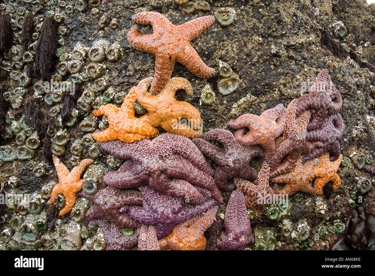 Cling fish hi-res stock photography and images - Alamy