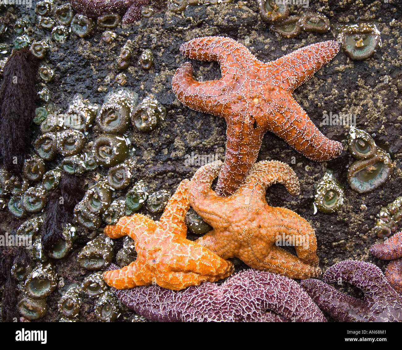 Star Fish / Sea Star Stock Photo - Alamy