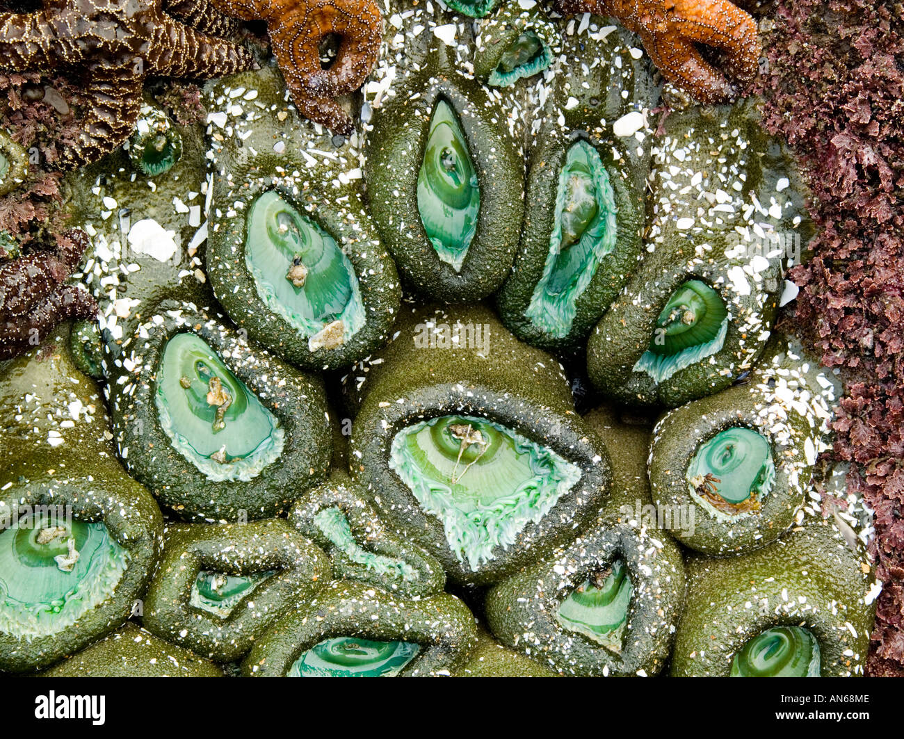 Anenome pattern hi-res stock photography and images - Alamy