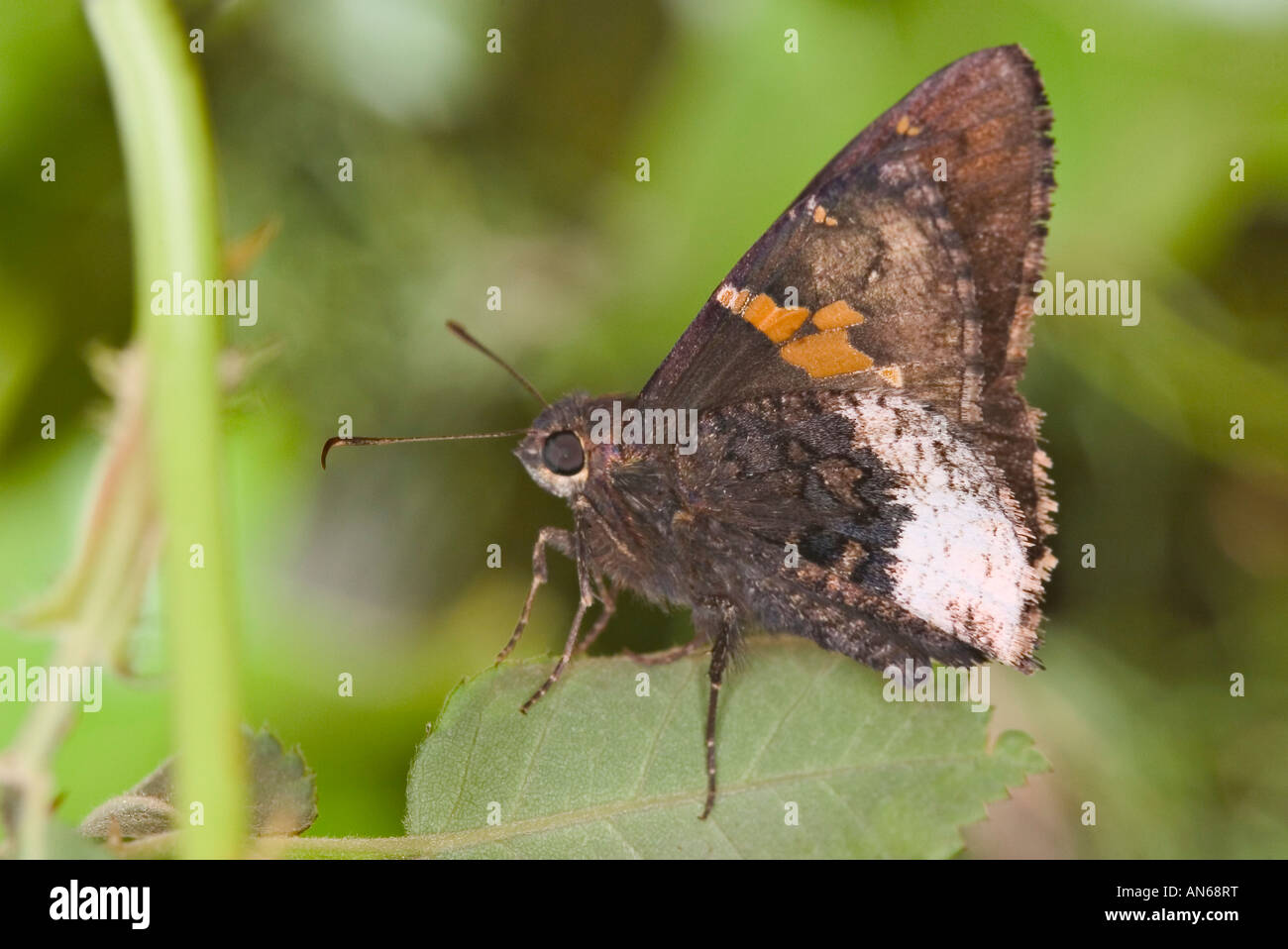 Hoary Edge Achalarus lyciades Roaring River State Park Barry County ...
