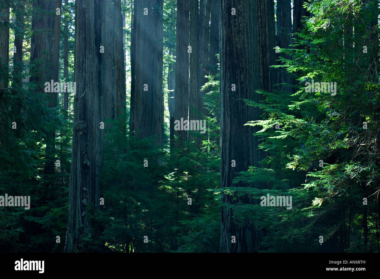 Redwoods national park Stock Photo - Alamy