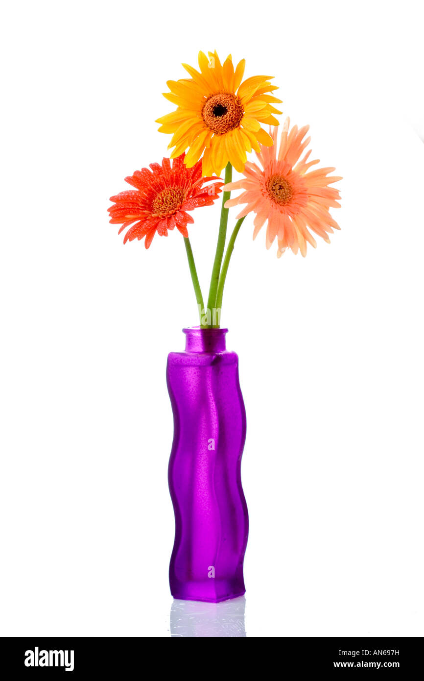 Three gerberas in a flower vase Stock Photo - Alamy