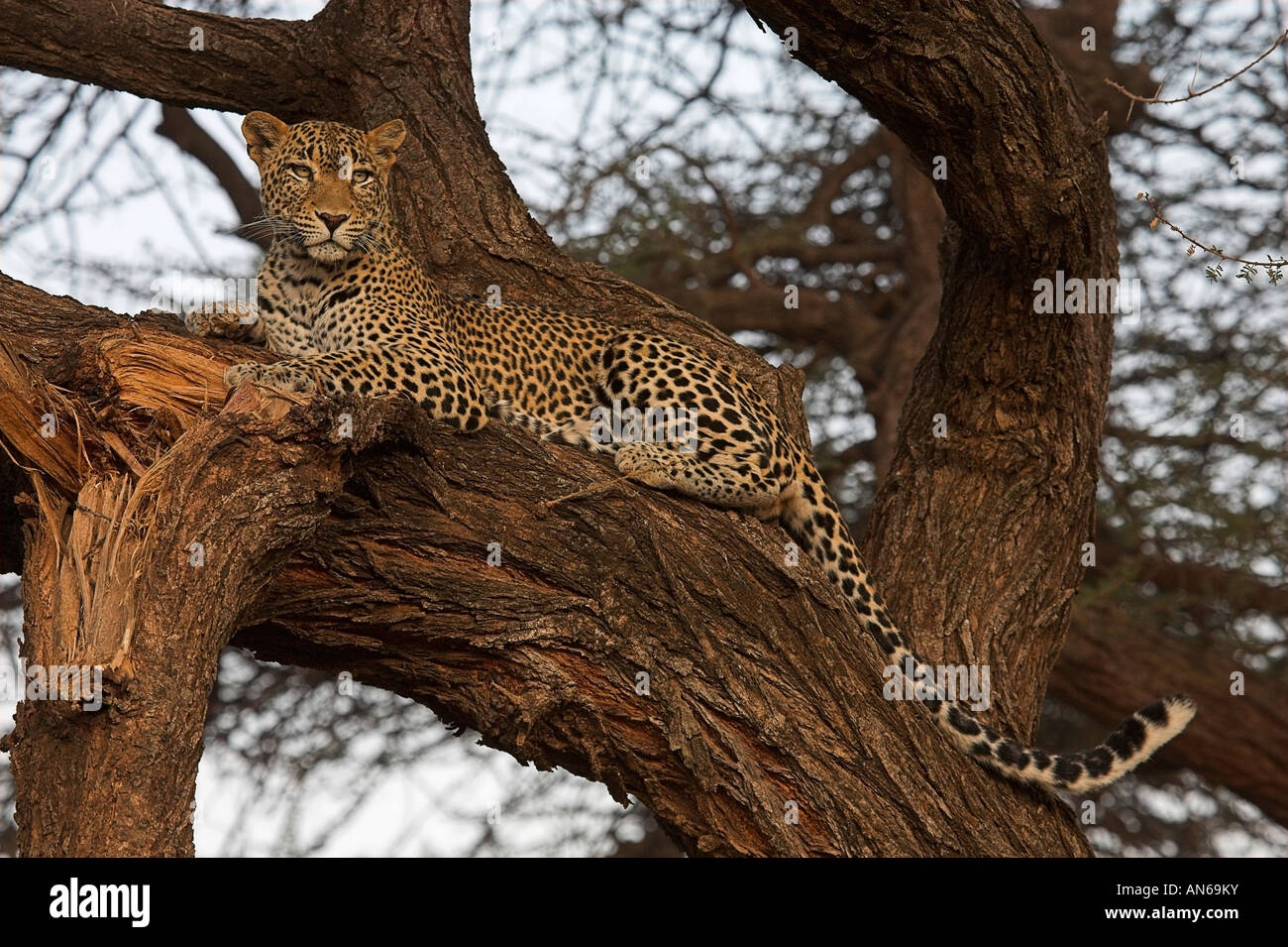 Africanleopards hi-res stock photography and images - Alamy