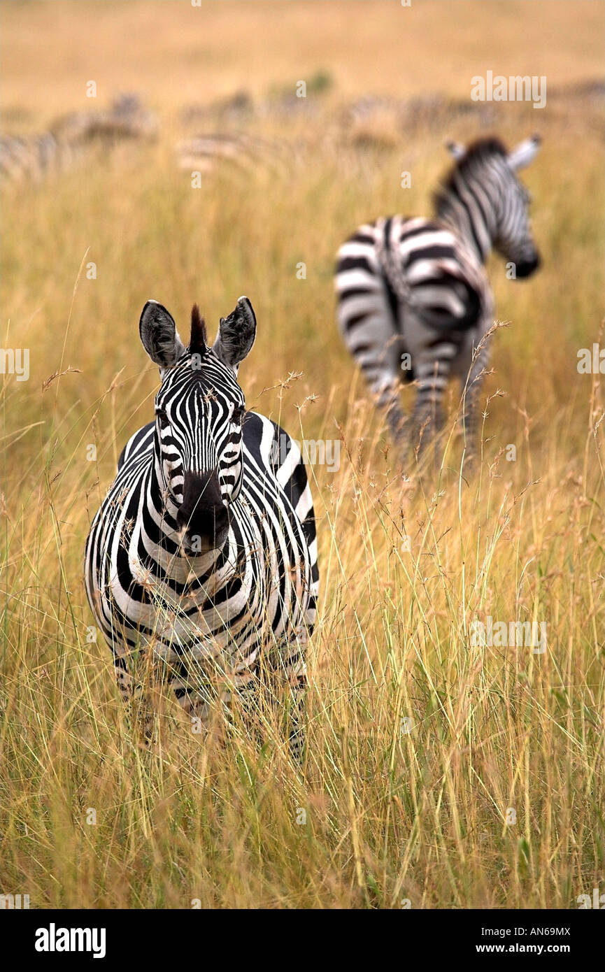 Zebras in tall grass Stock Photo - Alamy