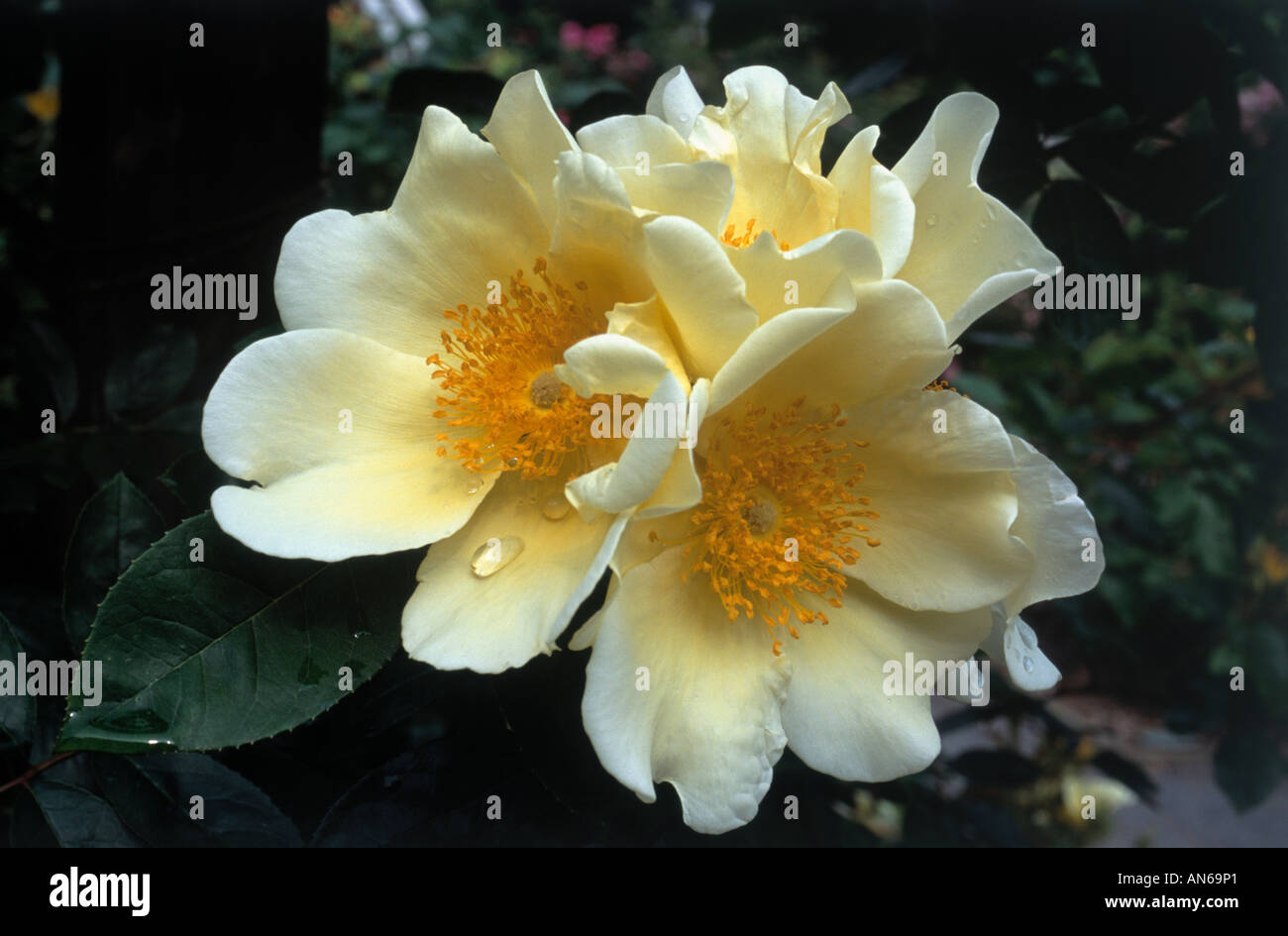 3 flower heads hi-res stock photography and images - Alamy