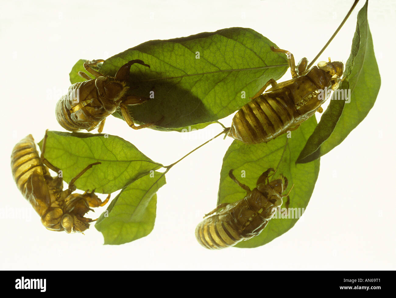 Transparent empty Cicada (Cicadidae) shell Stock Photo - Alamy