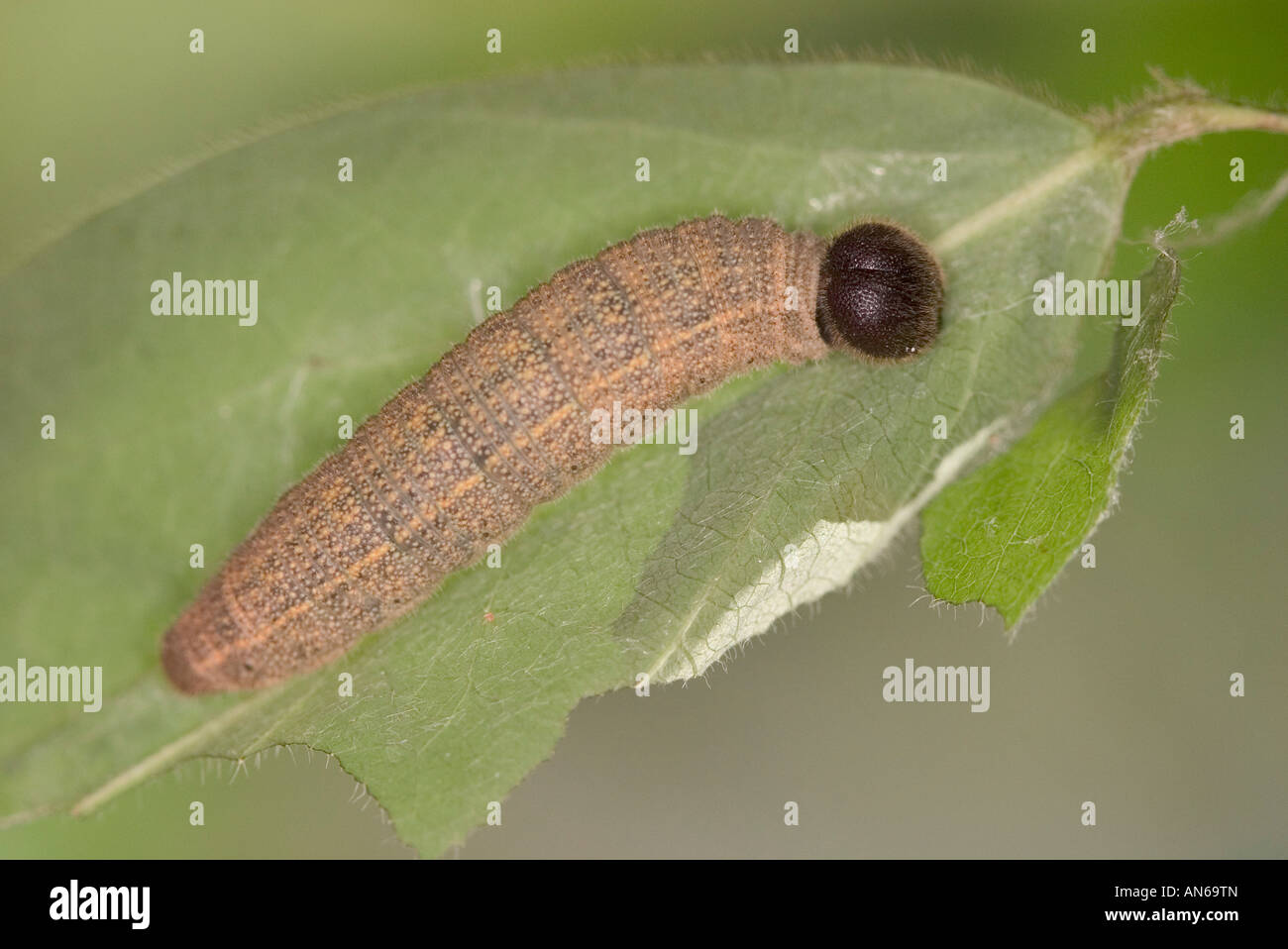Hoary Edge Achalarus lyciades Aurora Missouri United States 7 June Last ...