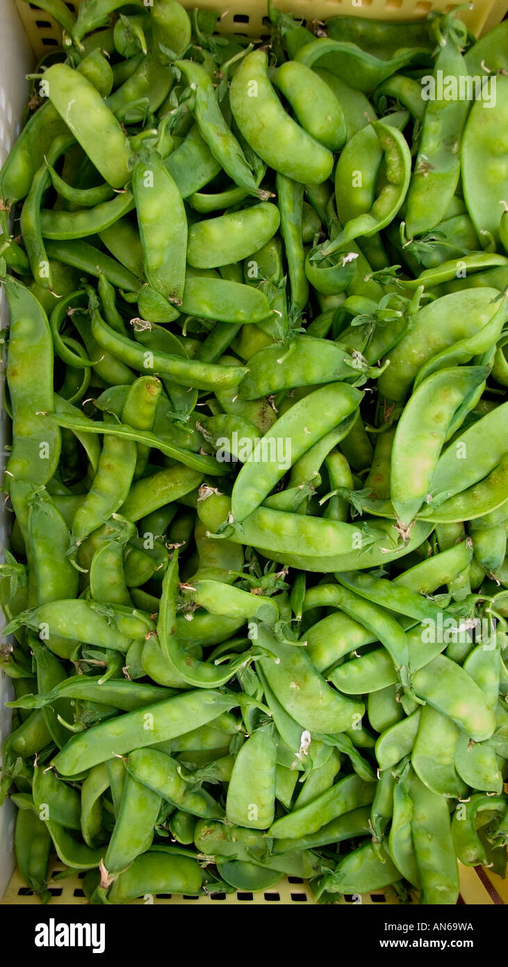 Pisum sativum or commonly known as the English pea, garden pea, green ...