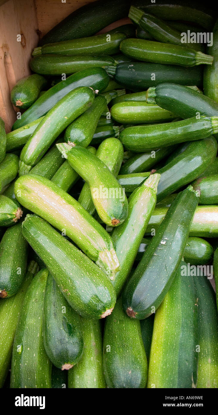 Cucurbita pepo common name zucchini and summer squash Stock Photo - Alamy