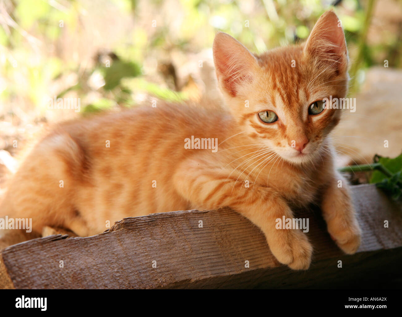 Ginger kitten hi-res stock photography and images - Alamy