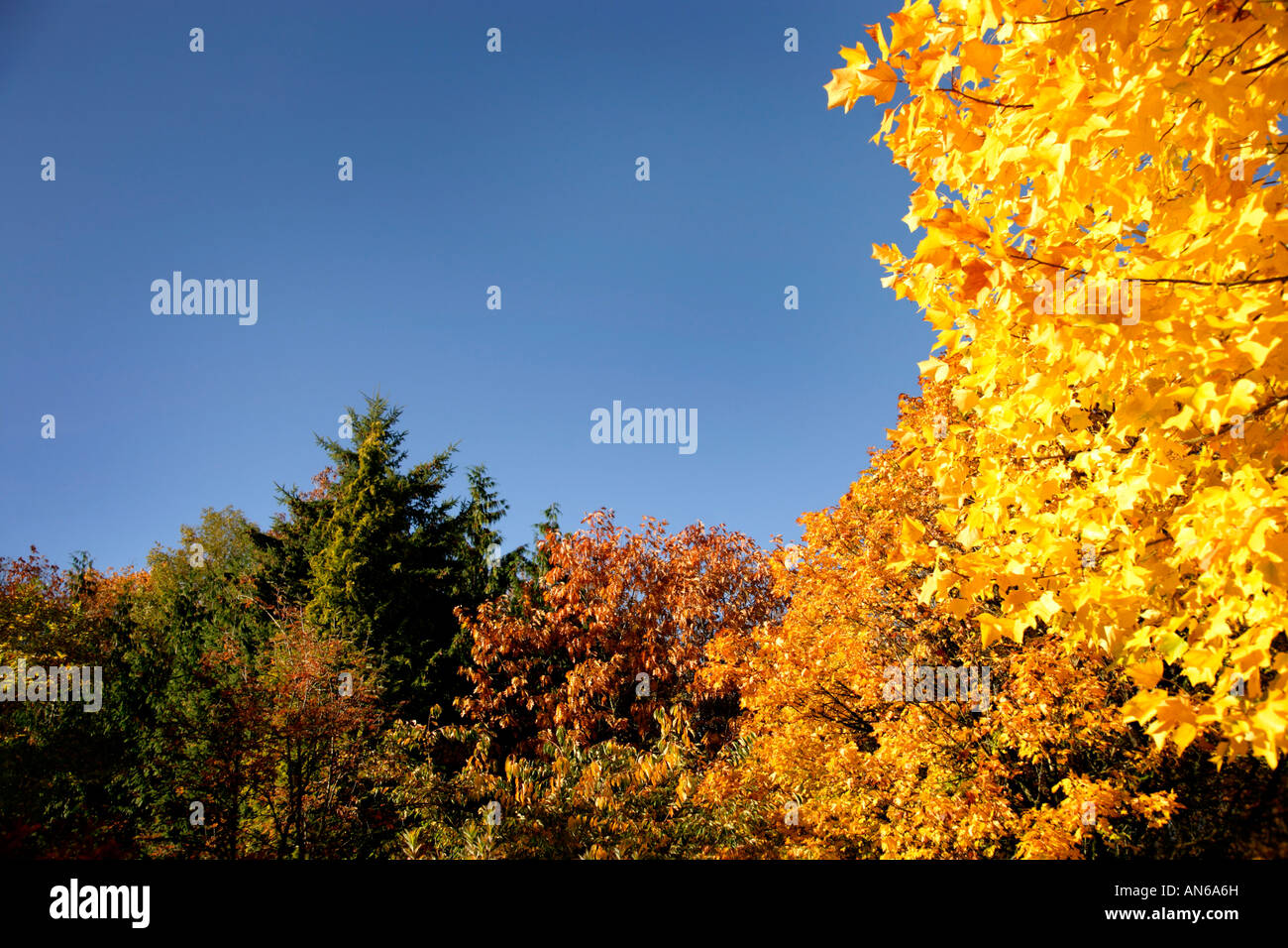 Autumnforests hi-res stock photography and images - Alamy