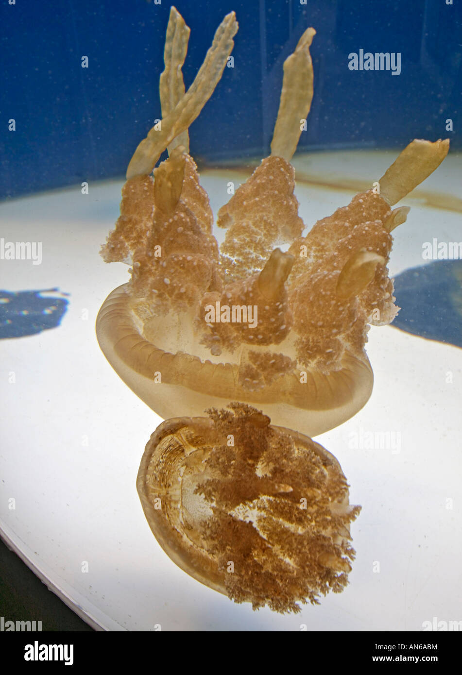 Golden jellyfish hi-res stock photography and images - Alamy