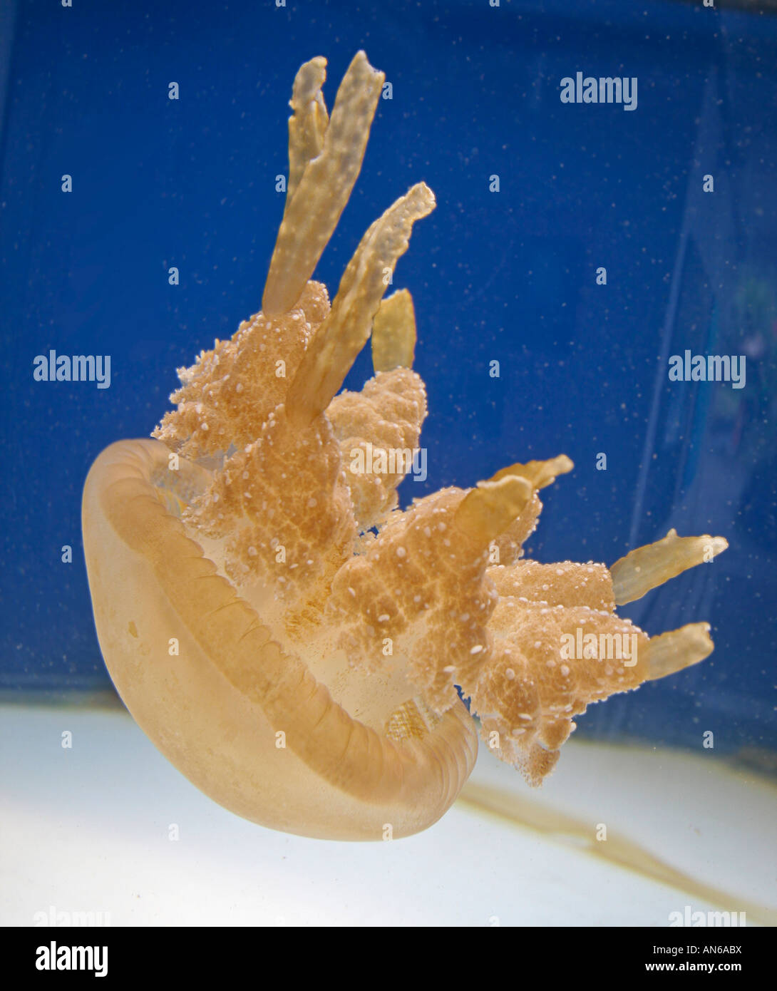 Golden Jellyfish on display at Palau Aquarium Stock Photo - Alamy