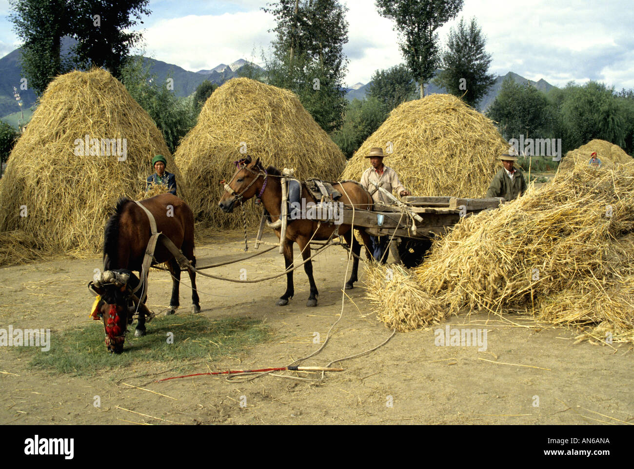 Harvesting Barley which is the staple crop in Tibet where it is eaten ...