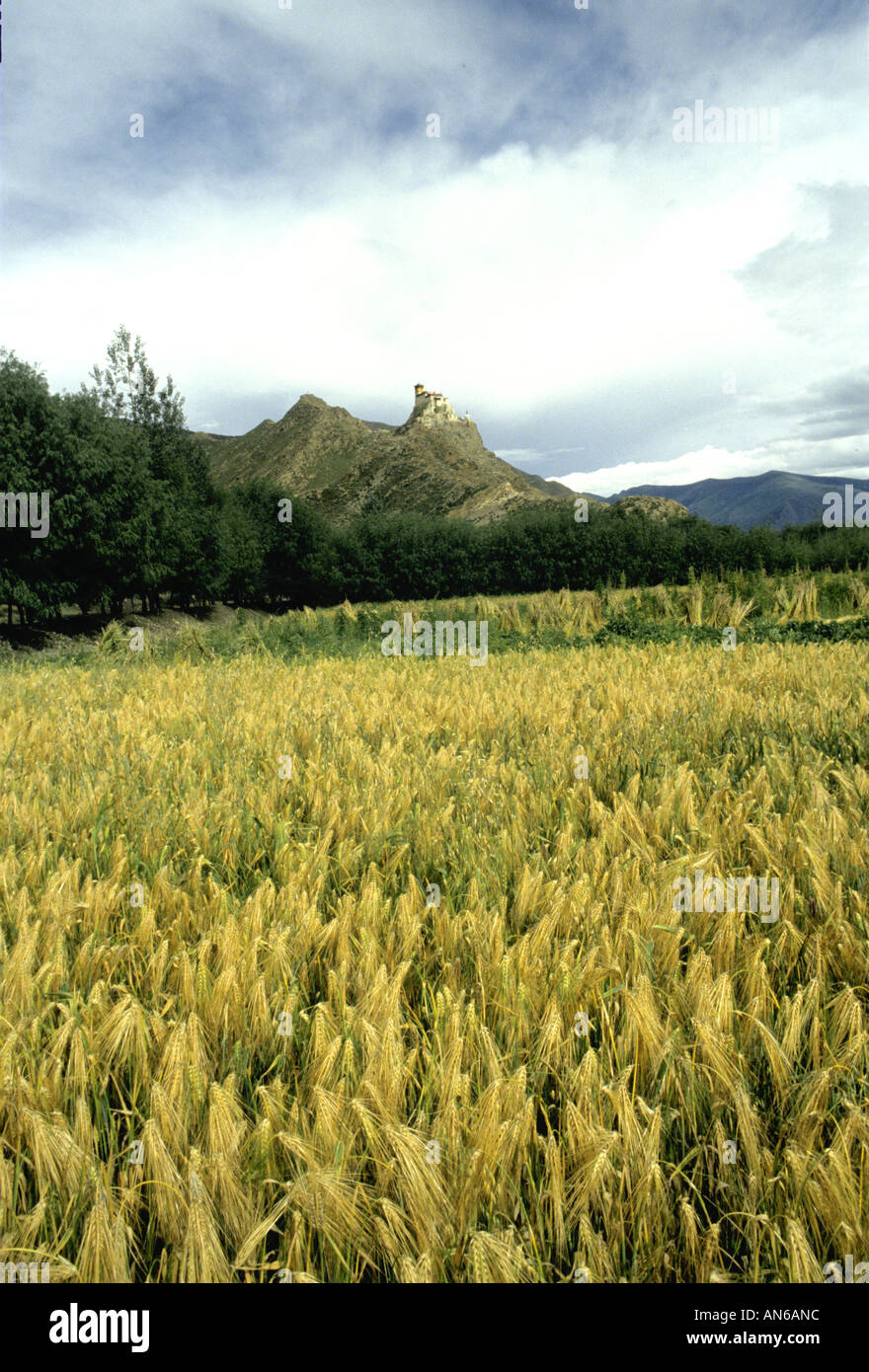 Barley is the staple crop in Tibet where it is eaten as tsampa -- the ...
