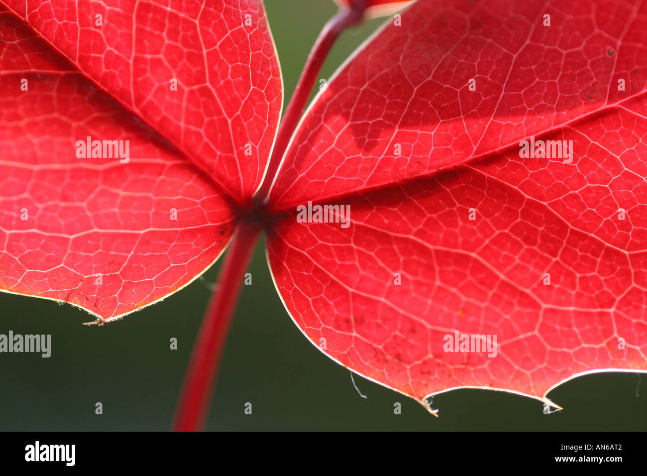 Red leafes hi-res stock photography and images - Alamy