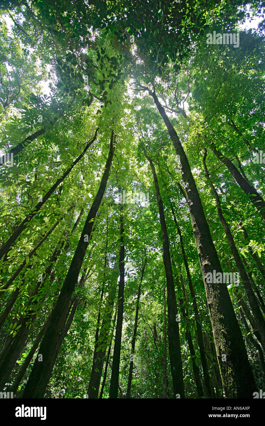 Thick tropical forest in Rock Islands of Palau Micronesia Stock Photo ...