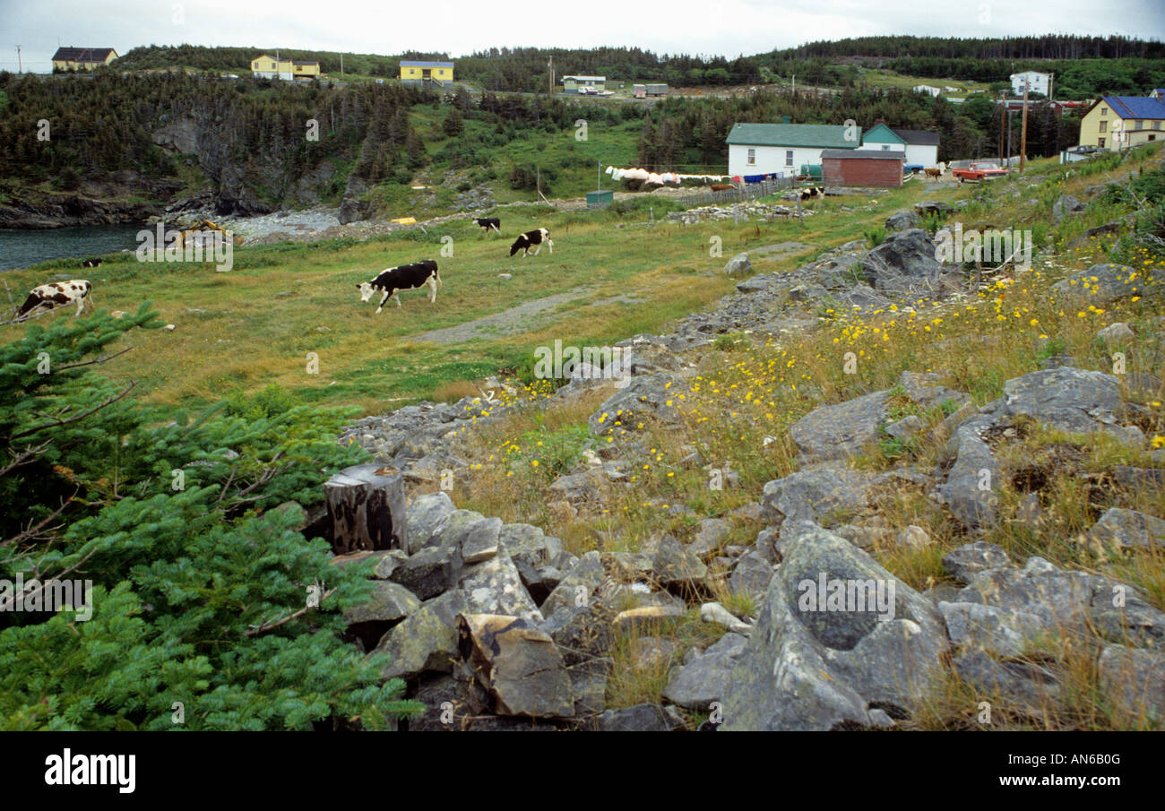 North America, Canada, Newfoundland, Elliston Stock Photo - Alamy