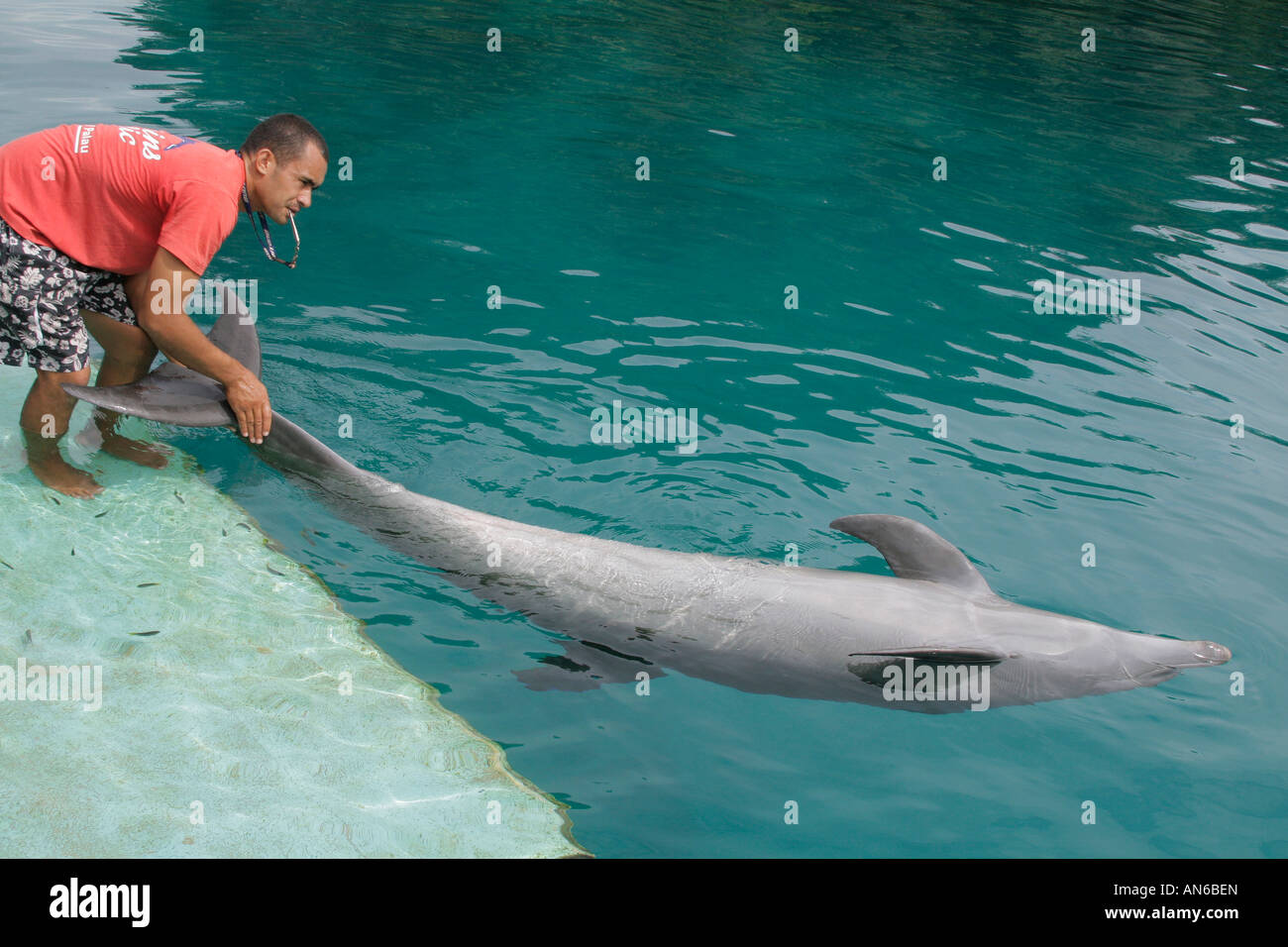 Man with dolphin on his back hi-res stock photography and images - Alamy
