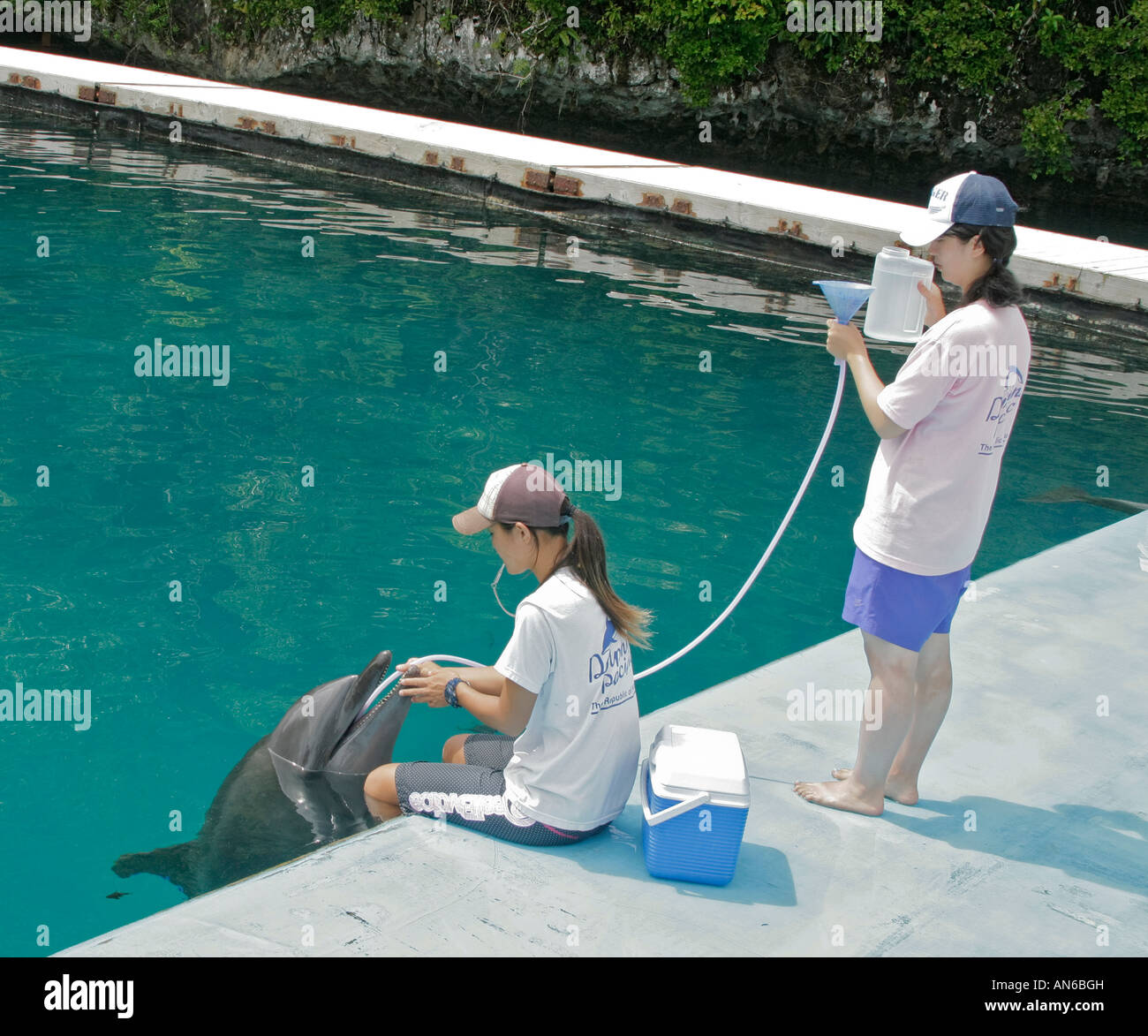 Trainers work with dolphins at Dolphins Pacific. Here trainers use ...