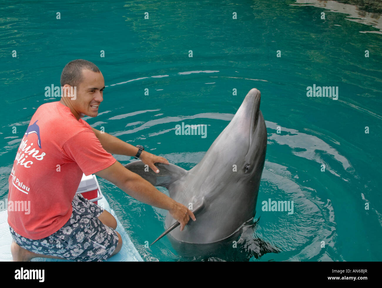 Trainers work with dolphins at Dolphins Pacific. Here trainer trainer ...