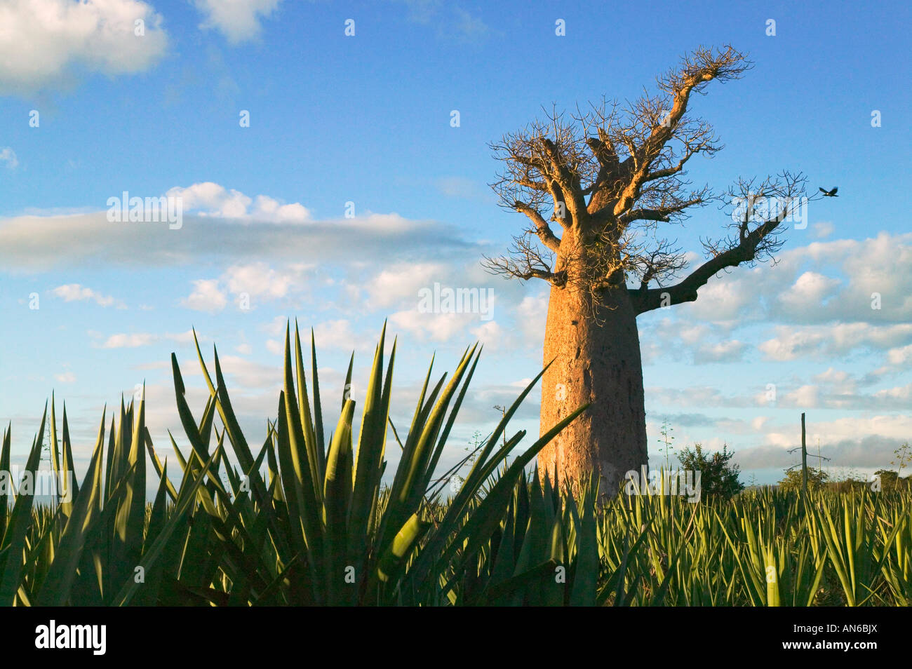 Baobab tree hi-res stock photography and images - Alamy