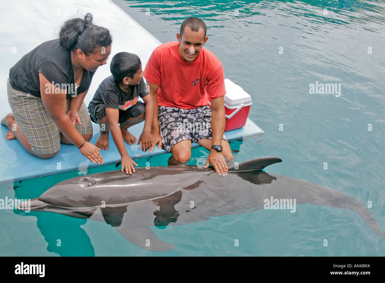 Trainers work with dolphins at Dolphins Pacific. Here trainer has ...