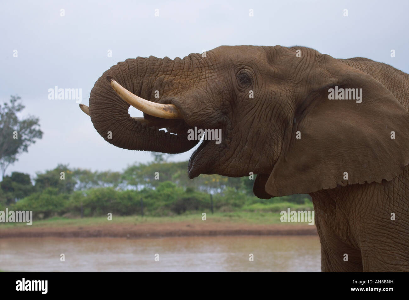 Kenya elephant tusk hi-res stock photography and images - Alamy