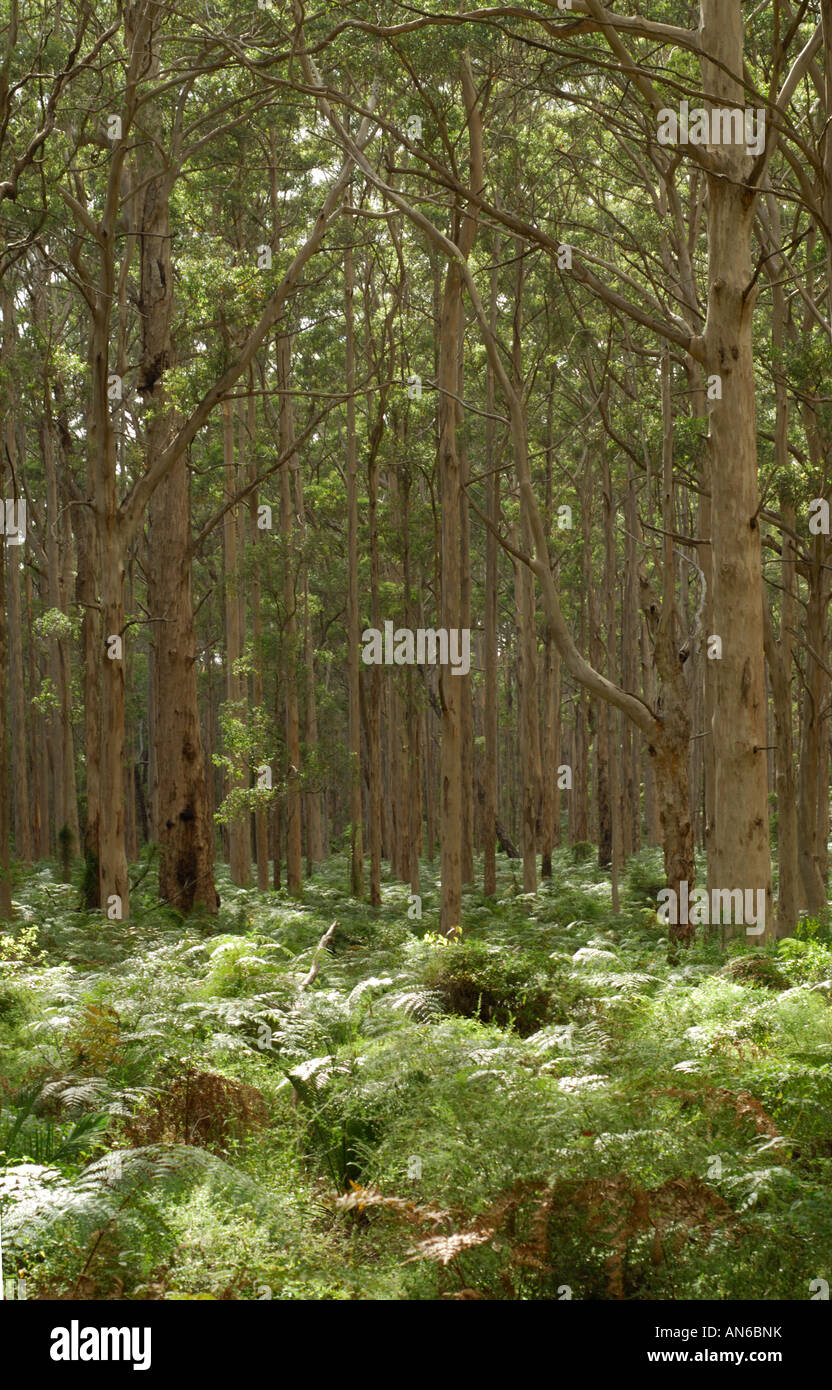 Boranup karri forest australia hi-res stock photography and images - Alamy