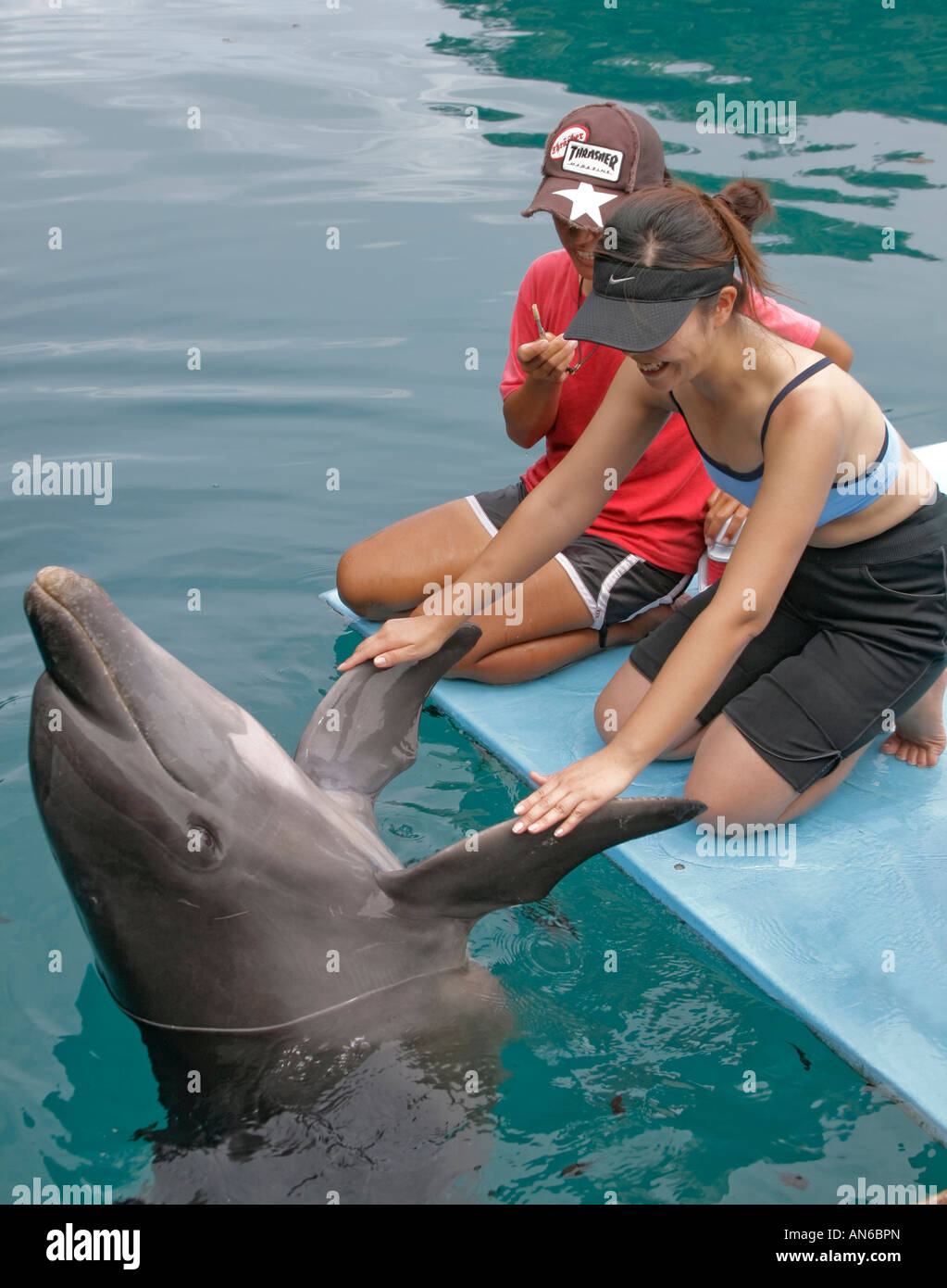 Trainers work with dolphins at Dolphins Pacific. Here trainer has ...