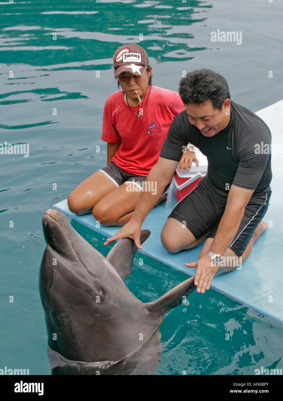 Trainers work with dolphins at Dolphins Pacific. Here trainer has ...