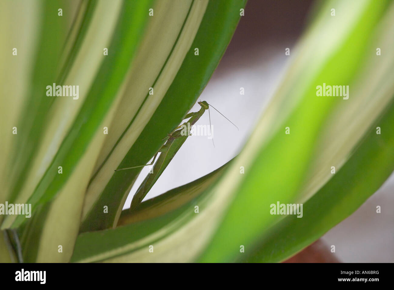 Leaf mantis hi-res stock photography and images - Alamy