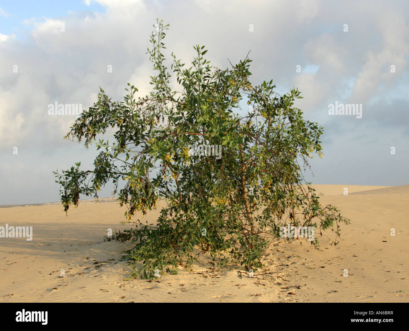 Mustard tree hi-res stock photography and images - Alamy