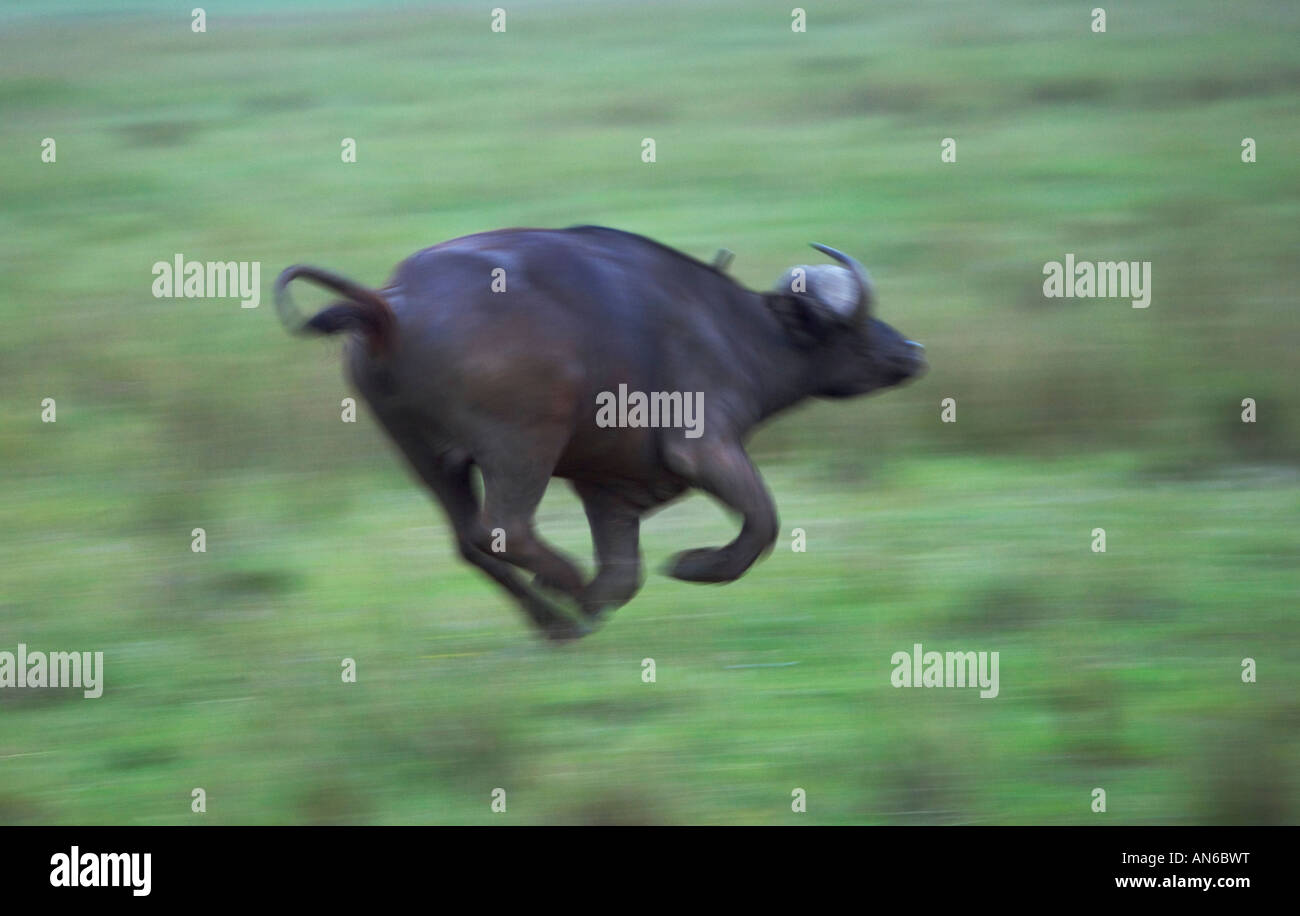 Kenya buffalo charge hi-res stock photography and images - Alamy