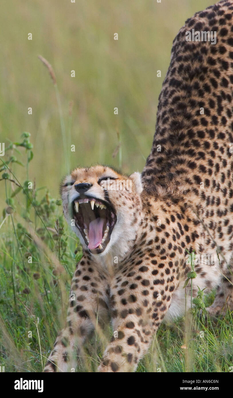 Cheetah Mouth High Resolution Stock Photography and Images - Alamy