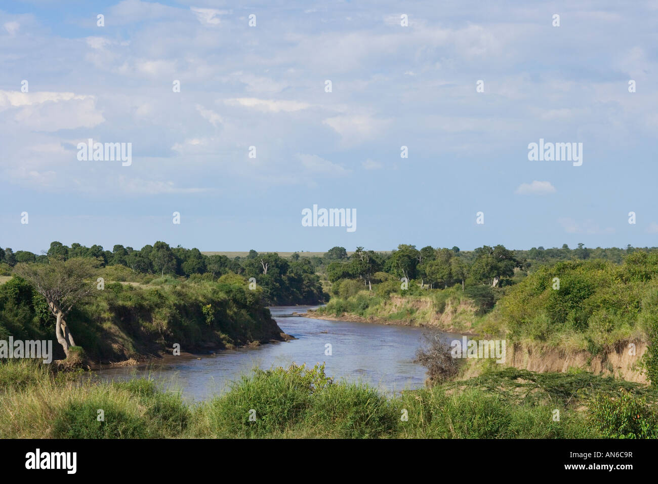 Masai mara trees hi-res stock photography and images - Alamy