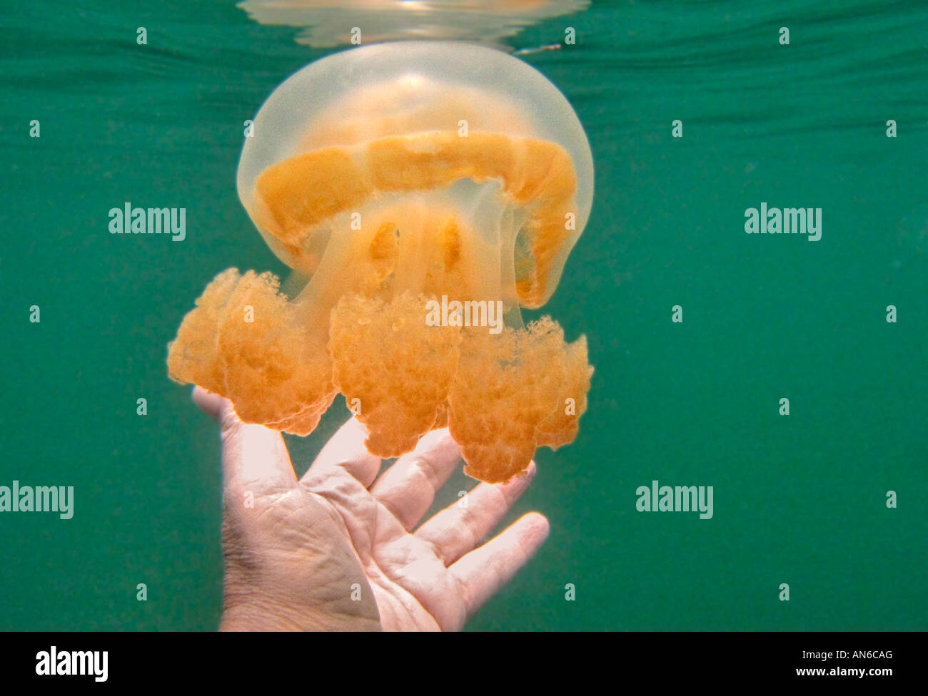Underwater view of Golden Jellyfish - Mastigias c f papua etpisoni - in ...