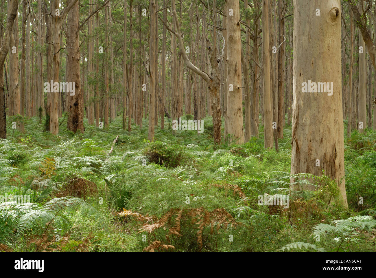 Karri forest at Boranup, Western Australia Stock Photo - Alamy