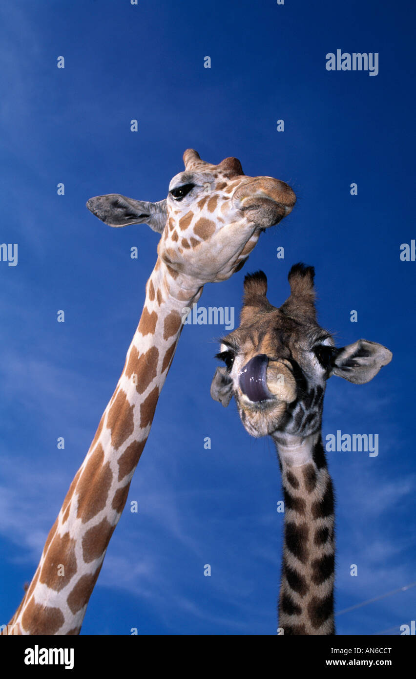 Safari west santa rosa hi-res stock photography and images - Alamy