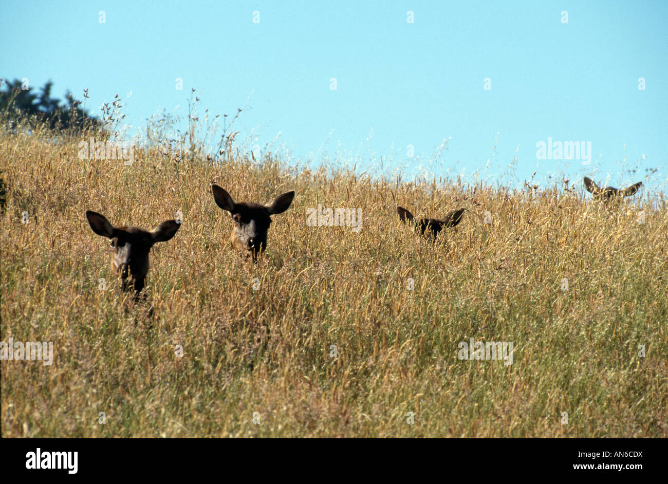 heads of female Roosevelt Elk sitting in tall grass, Sinkyone State ...