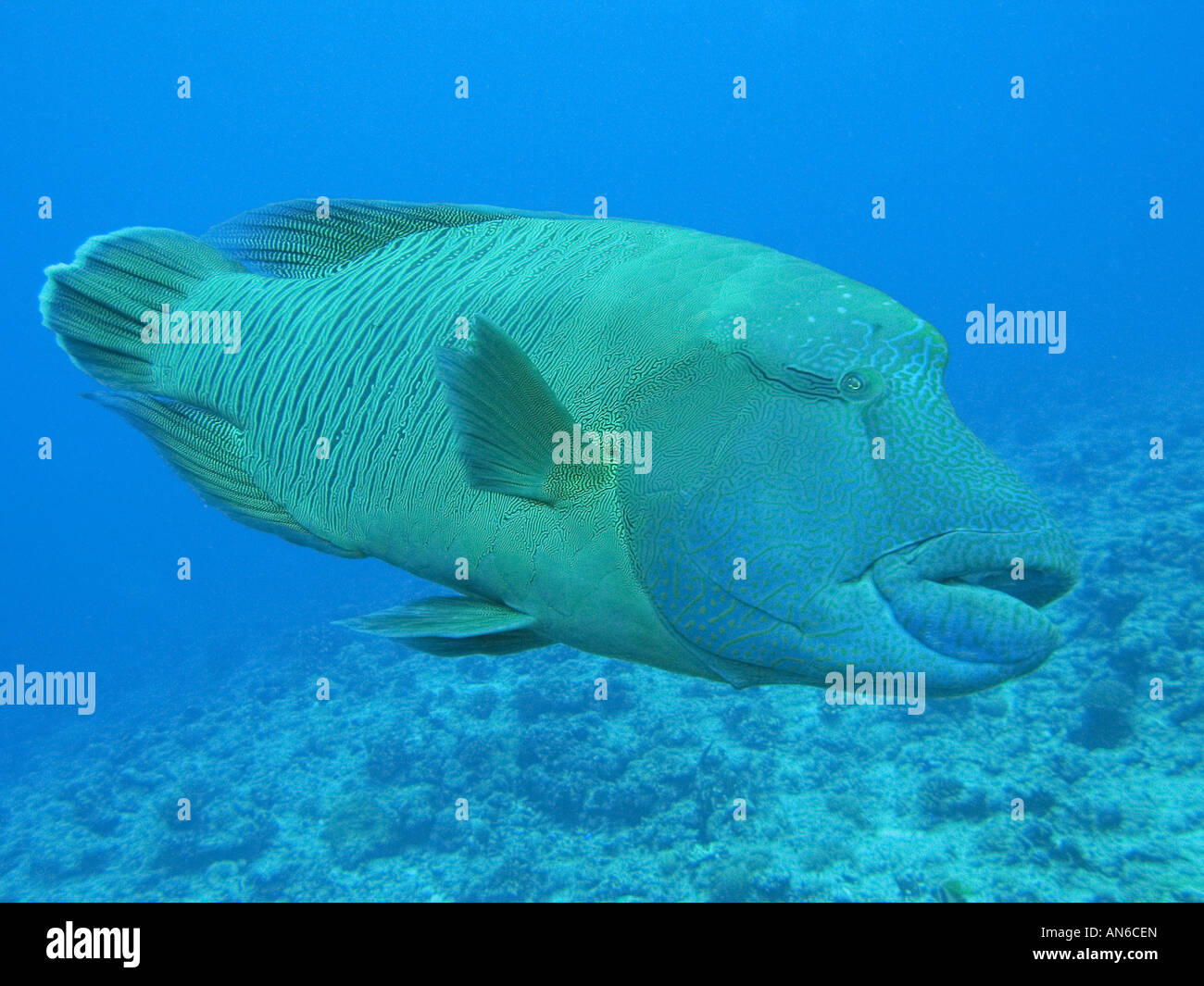 Rock islands palau fish hi-res stock photography and images - Alamy