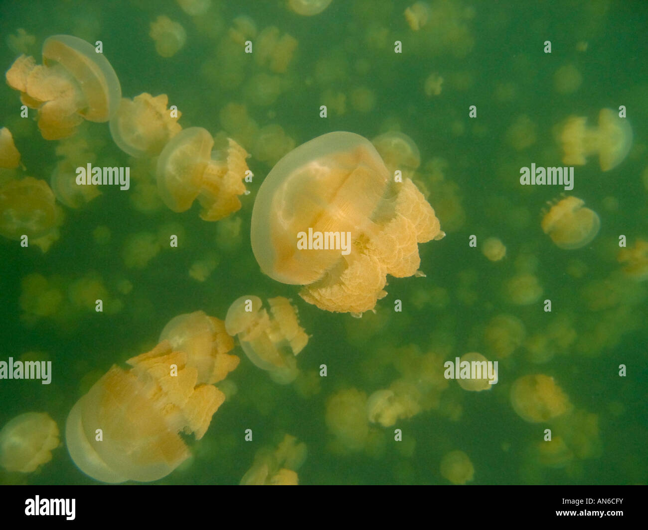 Underwater view of Golden Jellyfish - Mastigias c f papua etpisoni - in ...