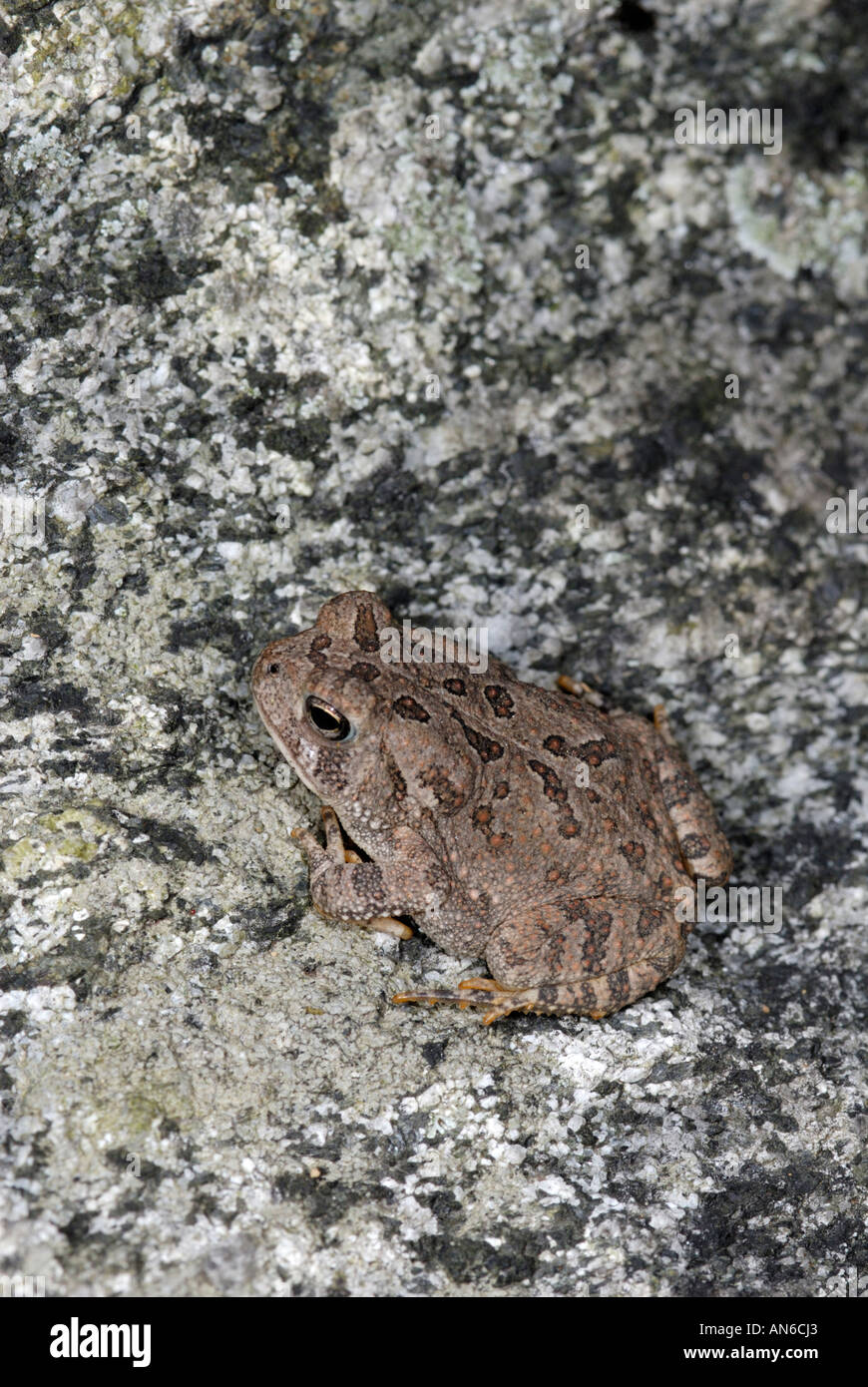 Fowler's toad, Bufo fowleri Stock Photo - Alamy