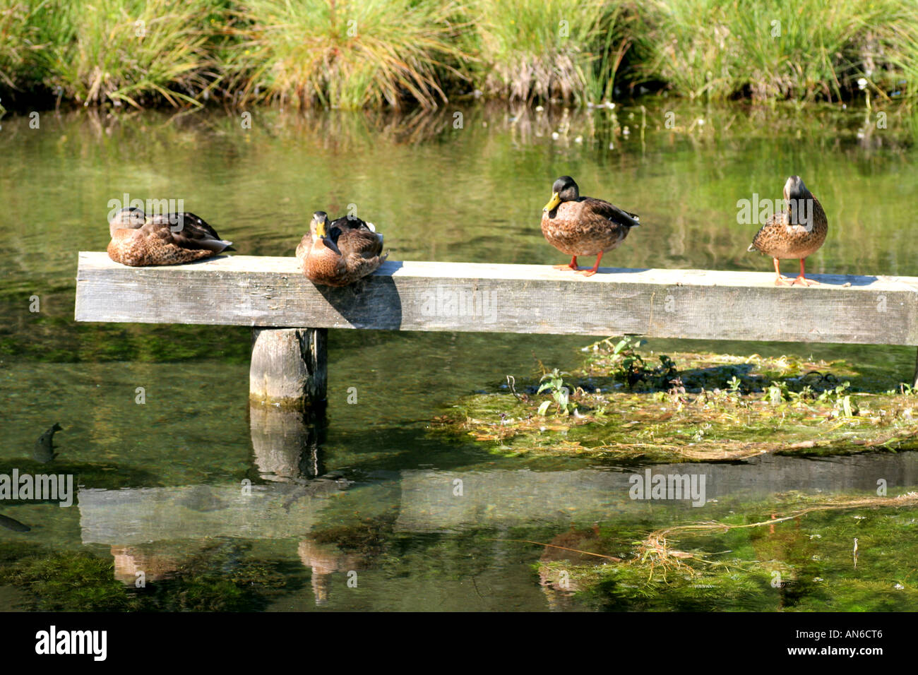 Mallard ducks sitting on a pole above water Bavaria Germany Stock Photo ...