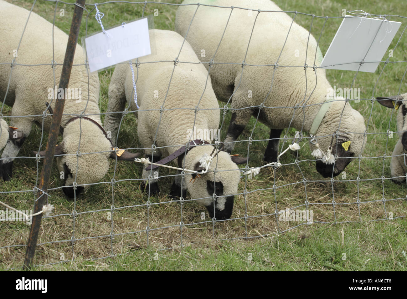 Tethered lamb hi-res stock photography and images - Alamy